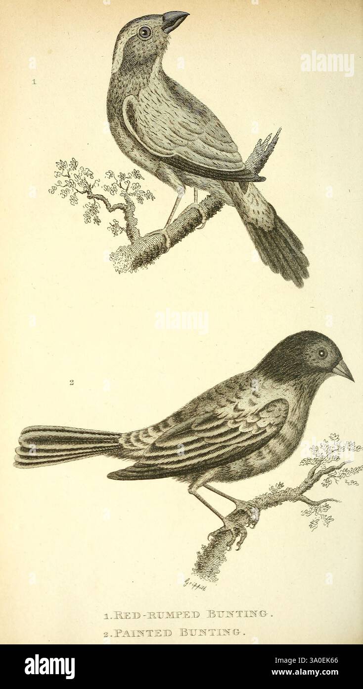 Illustration features two species of birds hi-res stock photography and ...