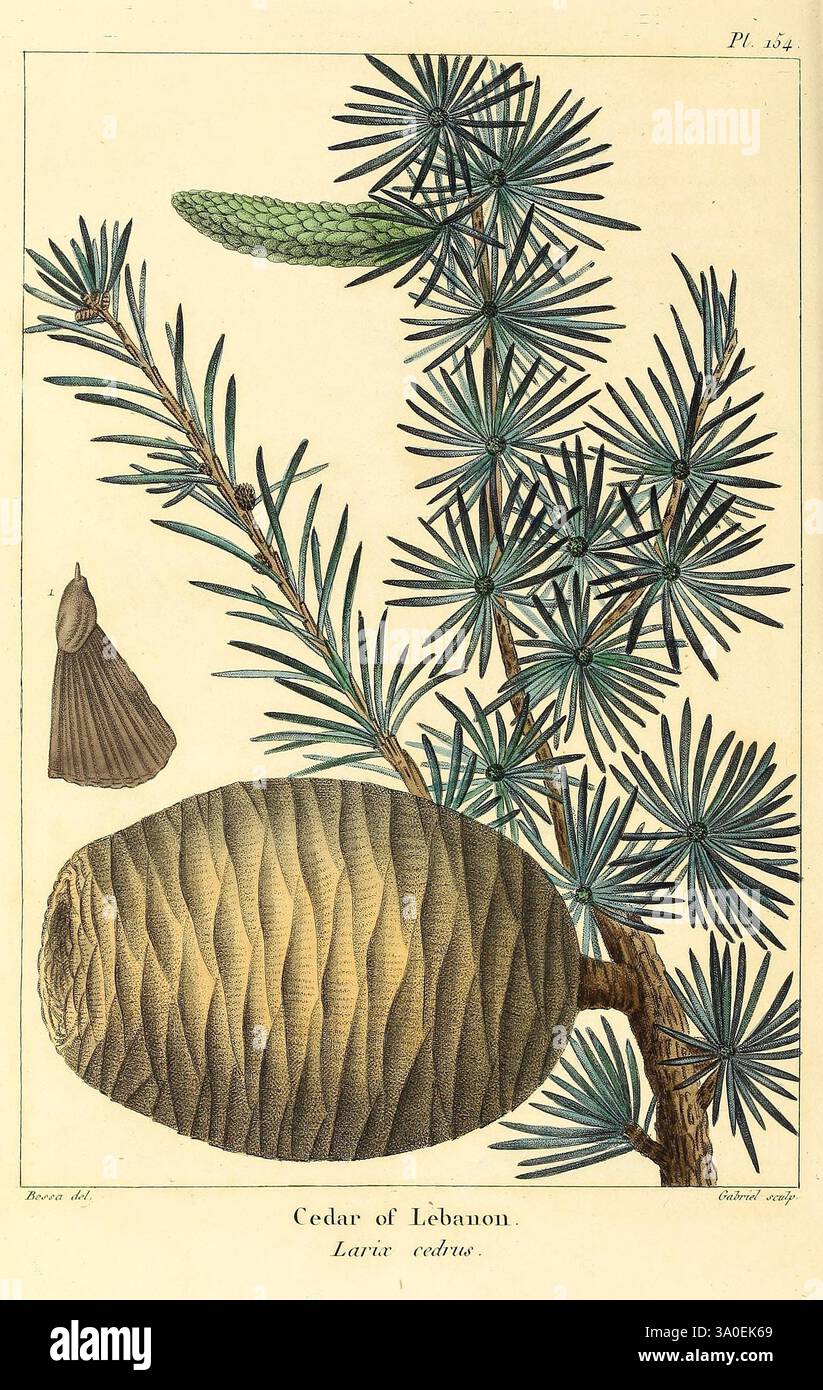 The North American sylva, Philadelphia, R.P. Smith, 1853, botany, north ...