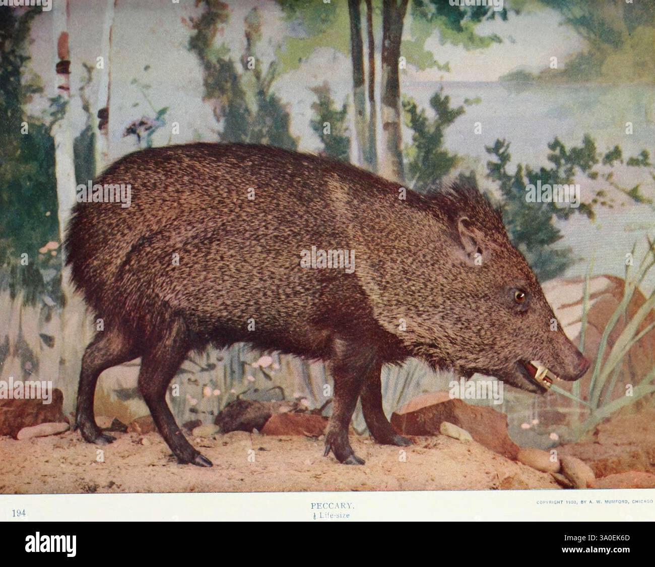 Peccarys sturdy build hi-res stock photography and images - Alamy