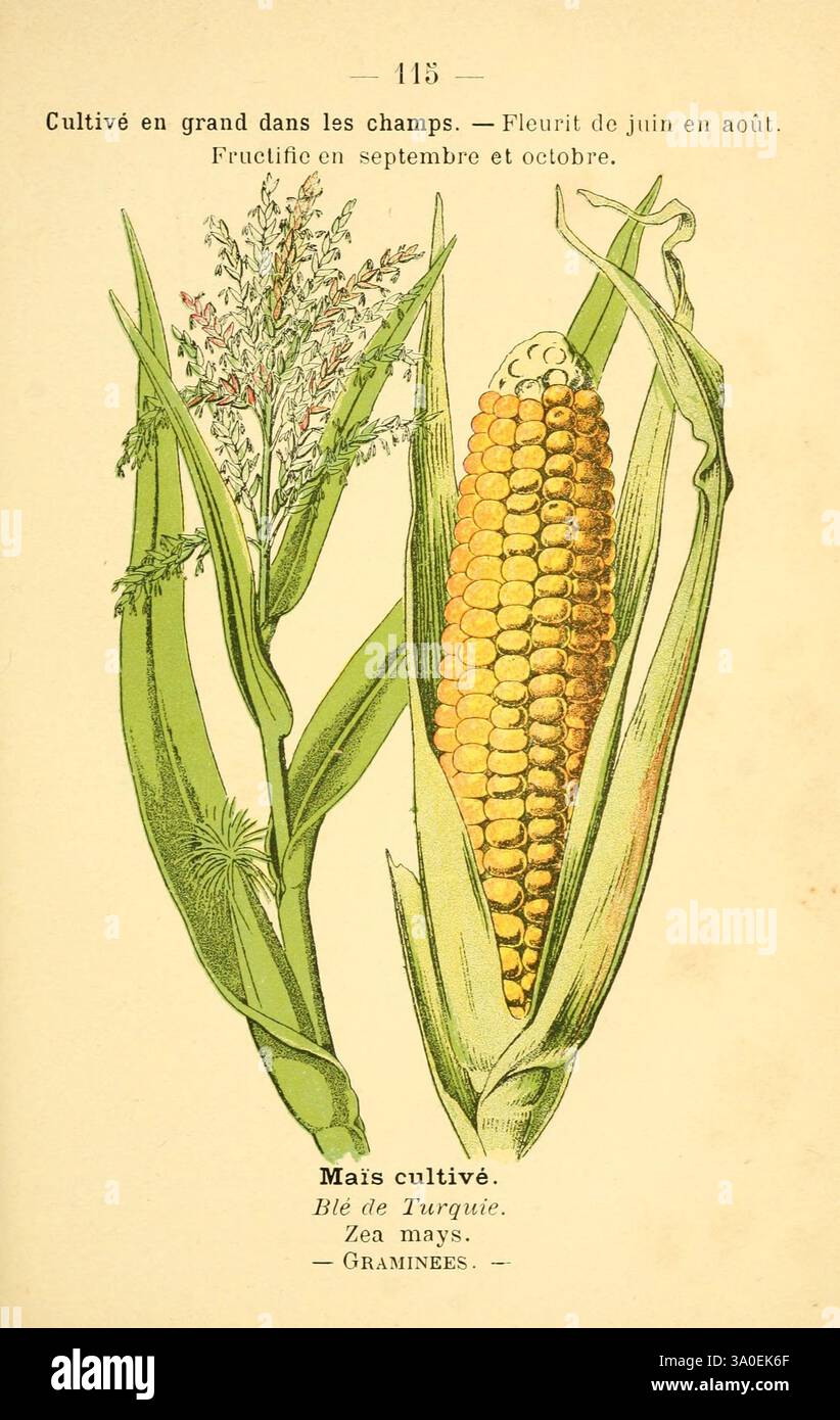 Agricultural significance of corn hi-res stock photography and images ...