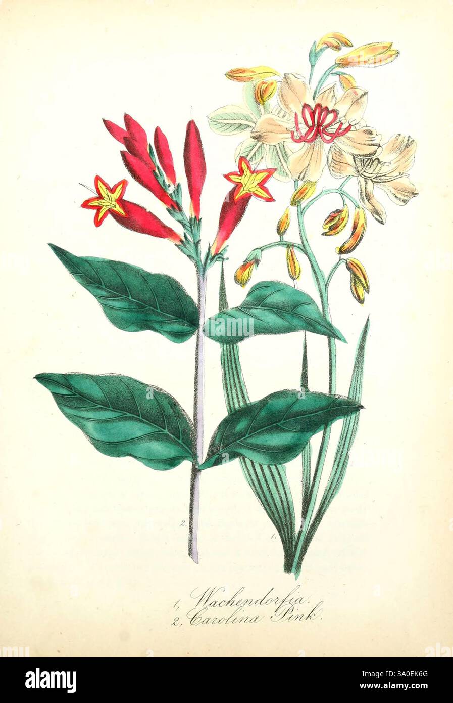 The American flora, v.1 New York, Hull & Spencer, 1855, Plants, Plant ...