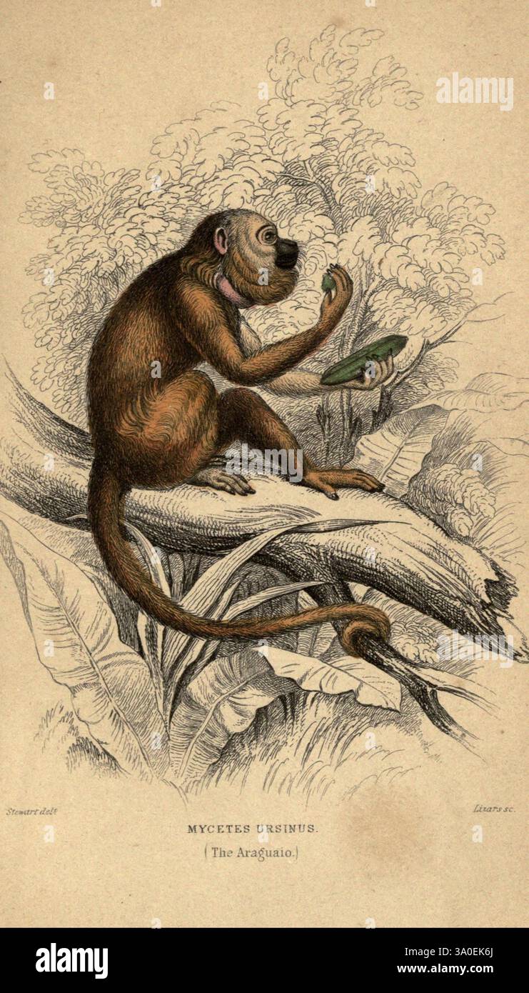 Rendered in rich textures hi-res stock photography and images - Alamy