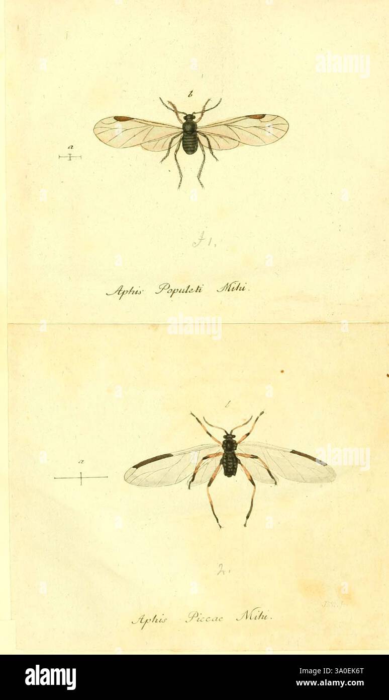 Two detailed illustrations of insects hi-res stock photography and ...