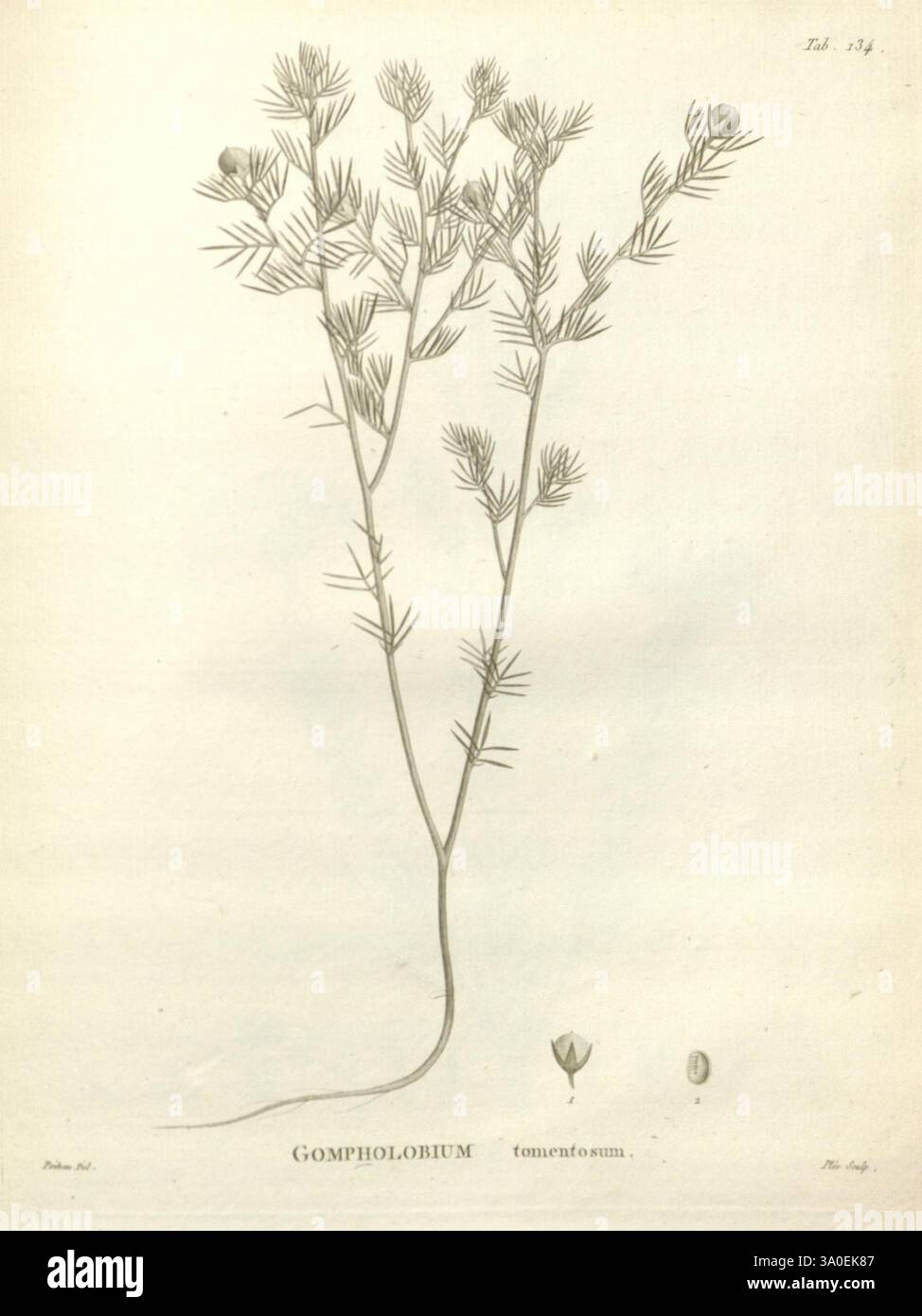 Gompholobium tomentosum hi-res stock photography and images - Alamy