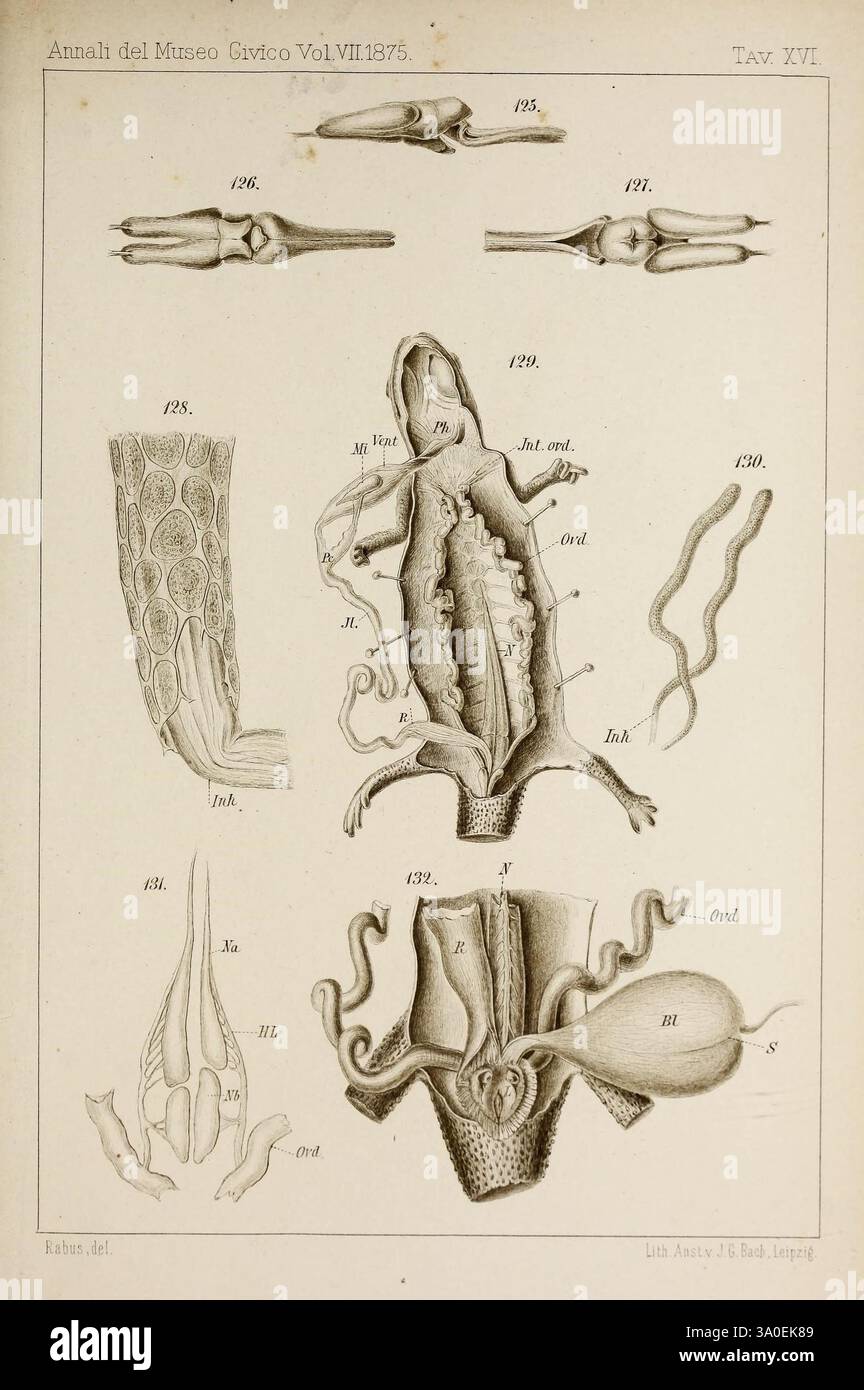 Salamandrina perspicillata, Geotriton fuscus, Genoa, Institute of Sordo ...