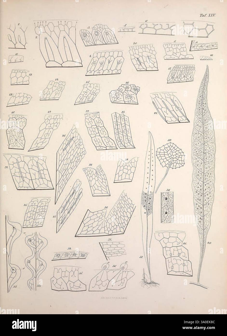 Labeled diagrams of epidermal cells hi-res stock photography and images ...
