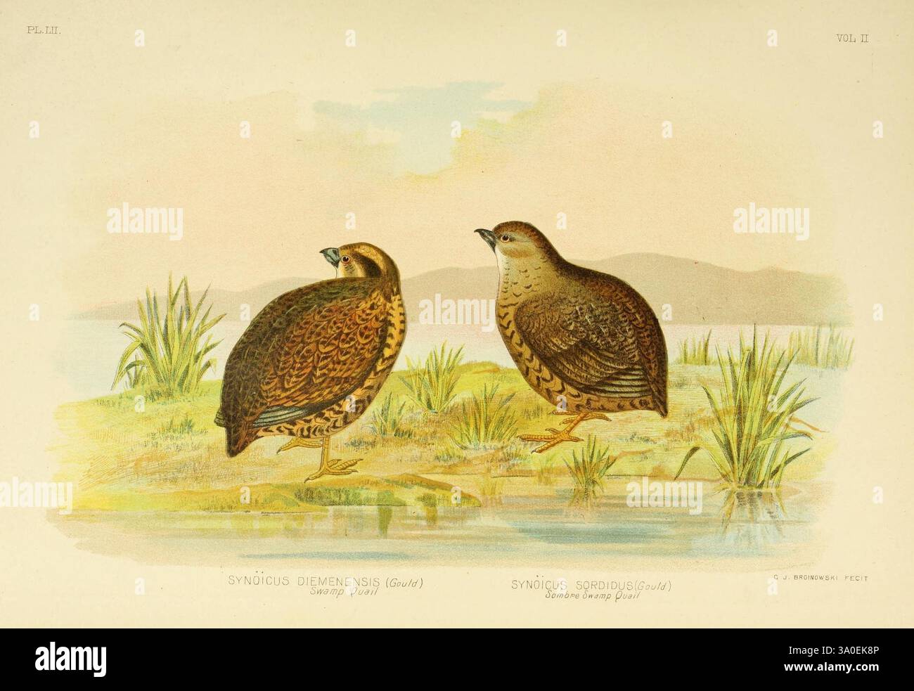 Illustration features two quails hi-res stock photography and images ...