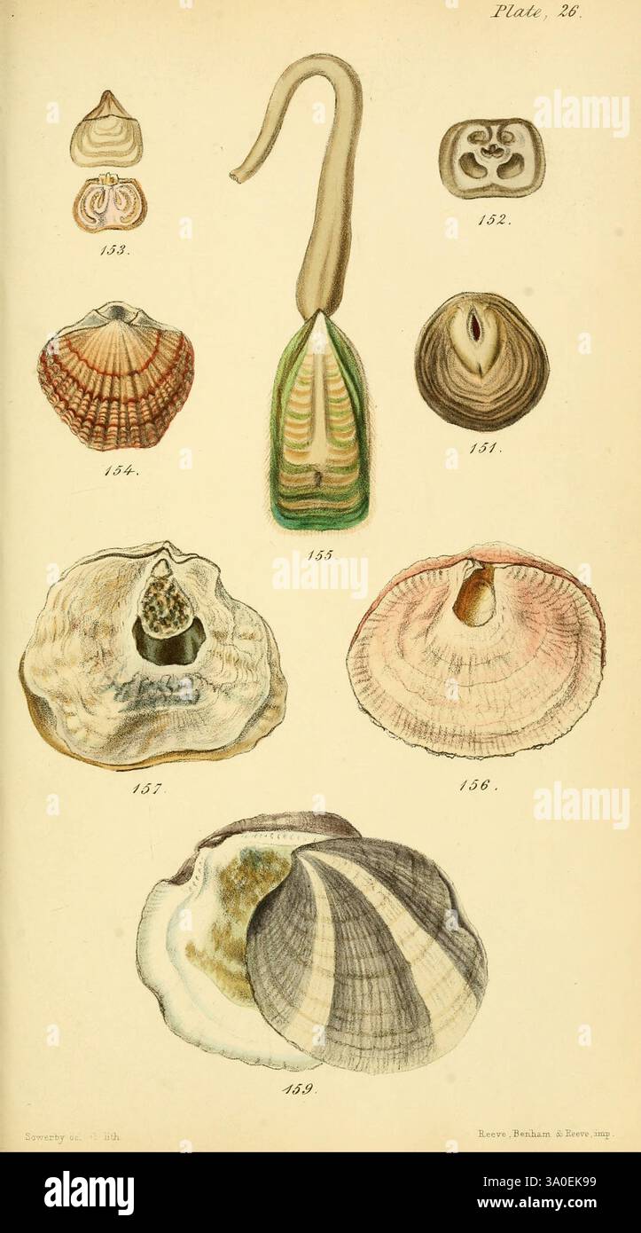 Intricate depiction of various marine shells hi-res stock photography ...