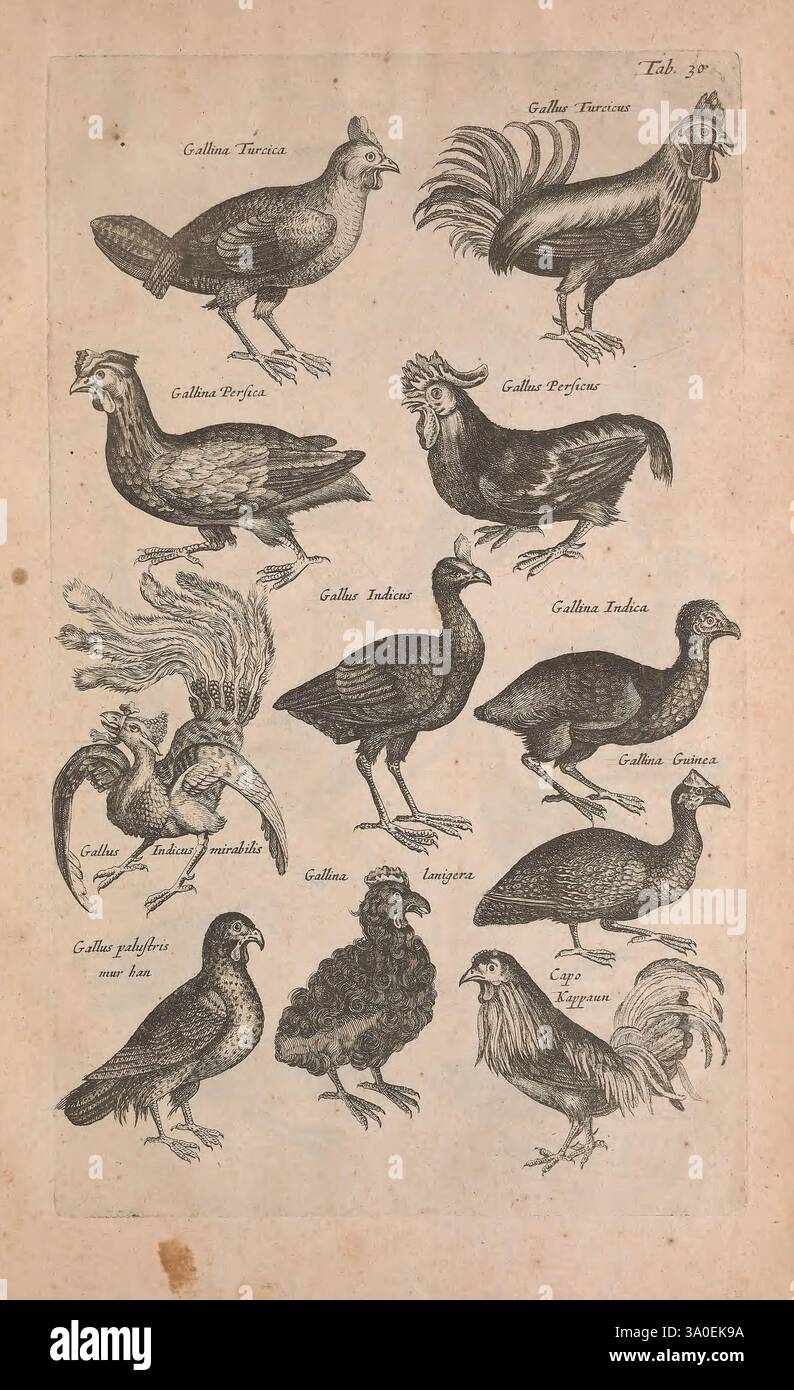 Larger fowl hi-res stock photography and images - Alamy