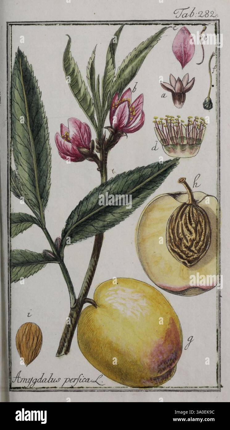 Depicted in two stages hi-res stock photography and images - Alamy