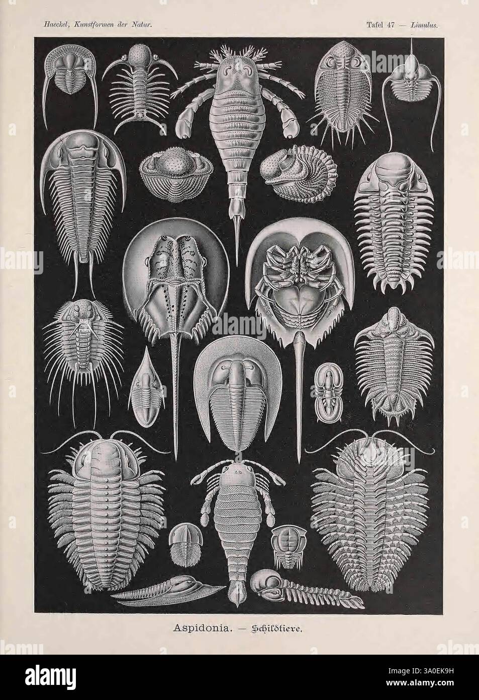 Ancient group of arthropods hi-res stock photography and images - Alamy
