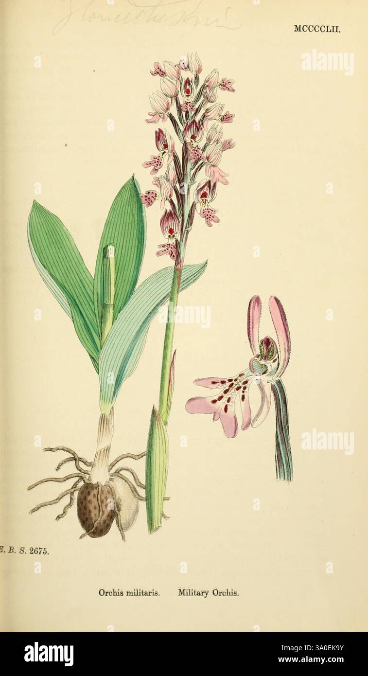 English, botany, Coloured, figures, British, plants, London, R ...