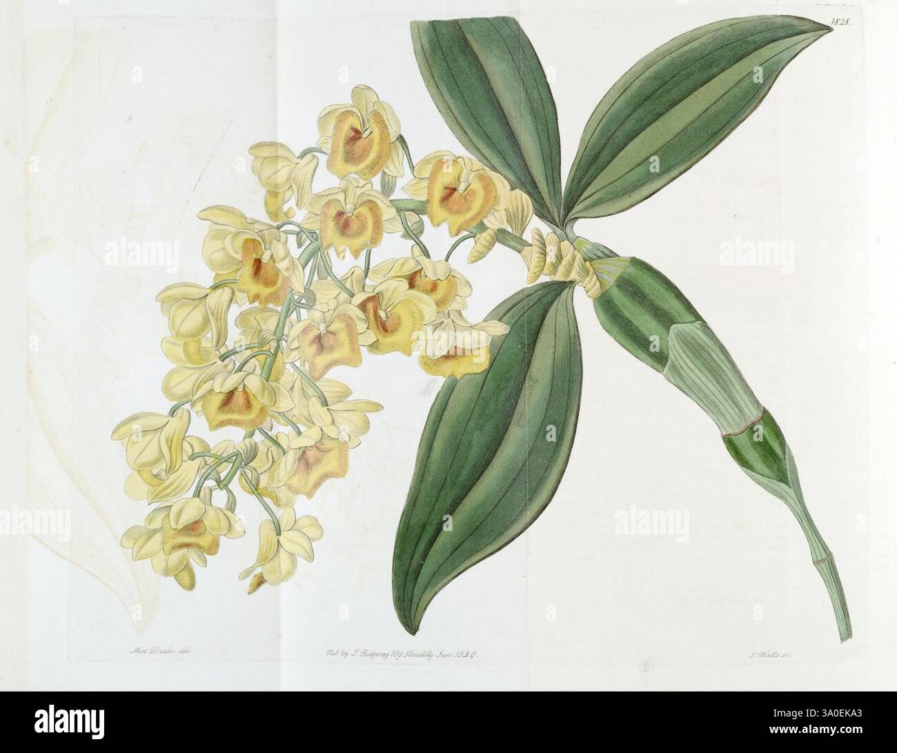 Edwards's botanical register, London, James Ridgway, 1829-1847, 1829 ...