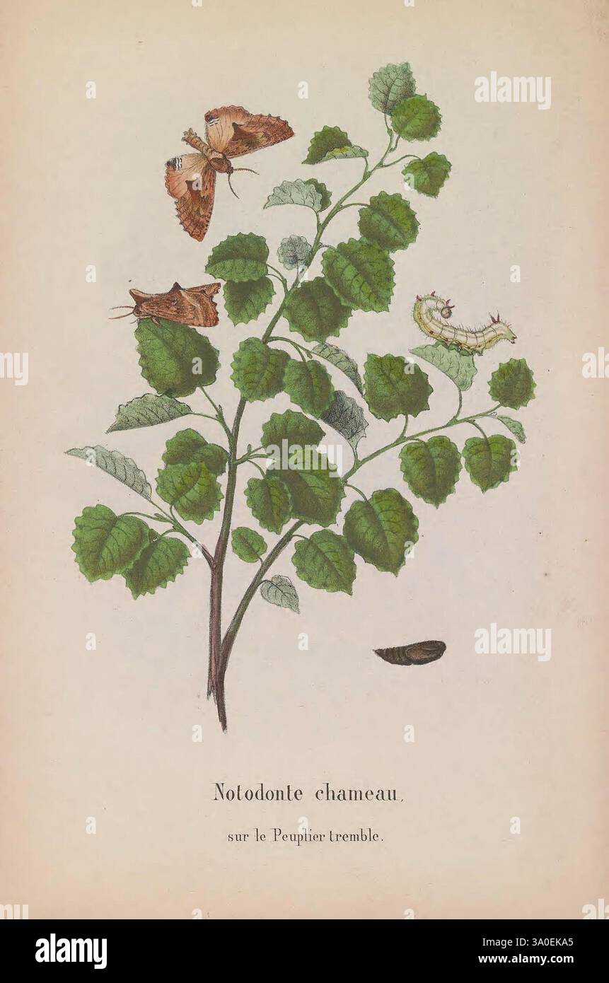 Les lépidoptères de la Belgique, Bruxelles, Librairie C. Muquardt ...