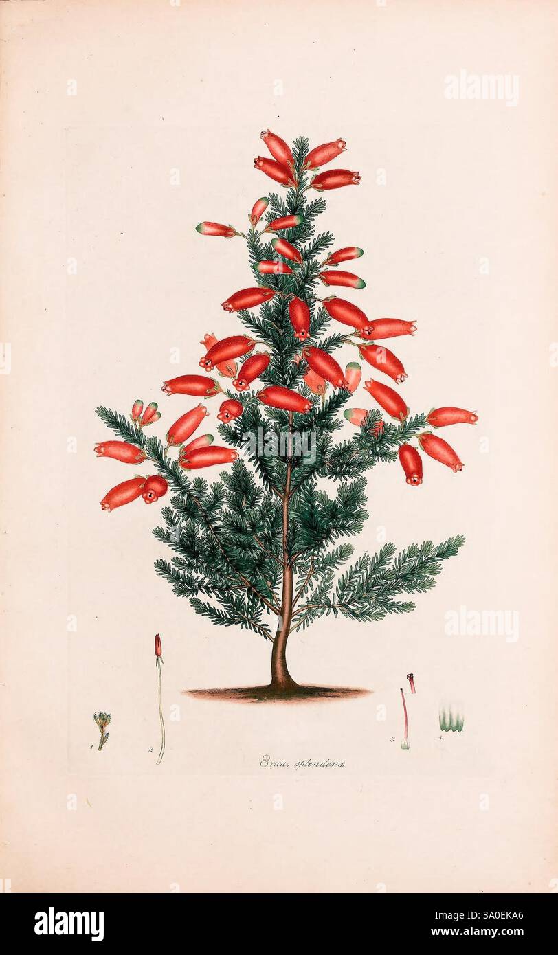 Bright red cones stand hi-res stock photography and images - Alamy