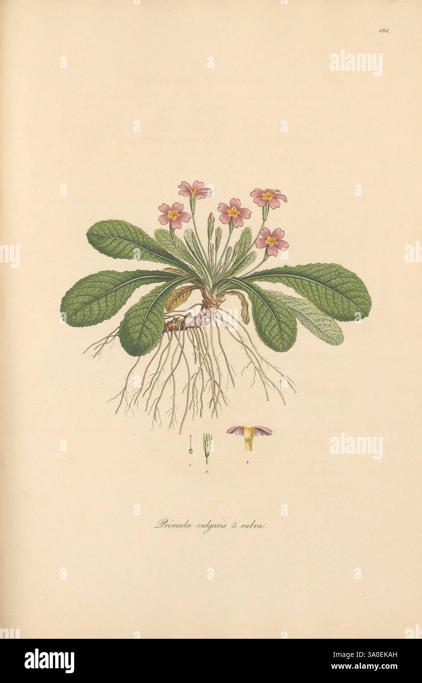 Flora Graeca, sive, Plantarum rariorum historia, quas in provinciis aut ...