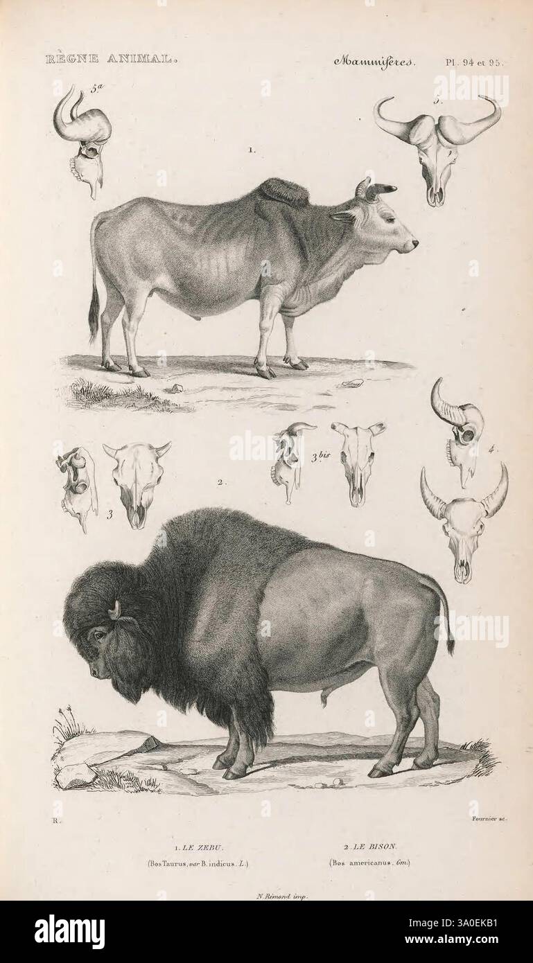 Illustrated in detailed profile hi-res stock photography and images - Alamy