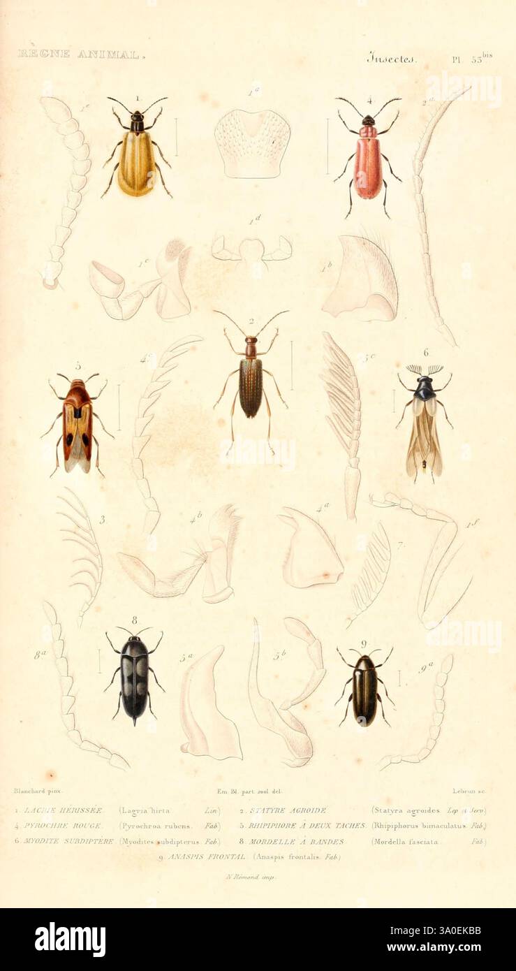 Le règne animal distribué d'après son organisation, Paris, 1836-1849 ...