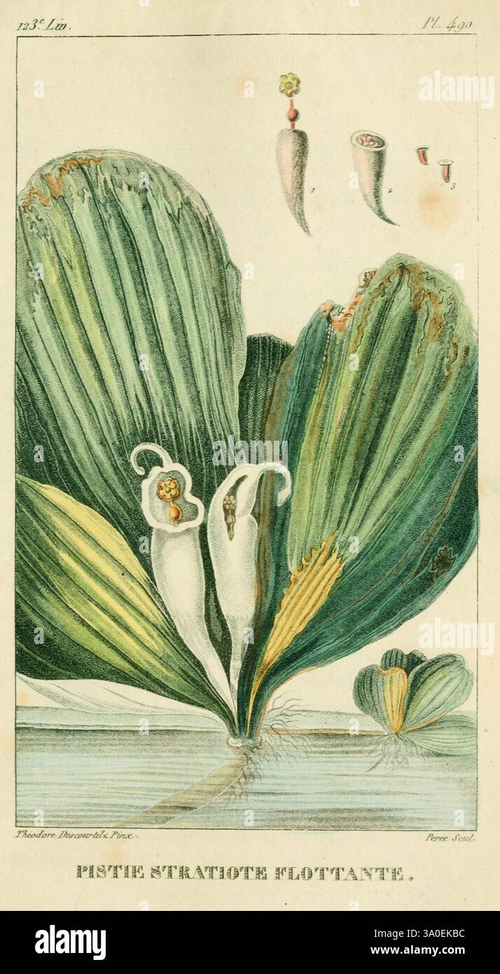 Pendulous forms hi-res stock photography and images - Alamy