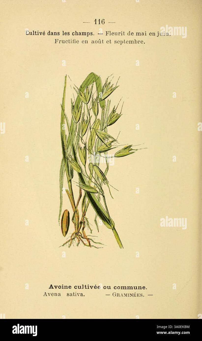 Specifically avena sativa hi-res stock photography and images - Alamy