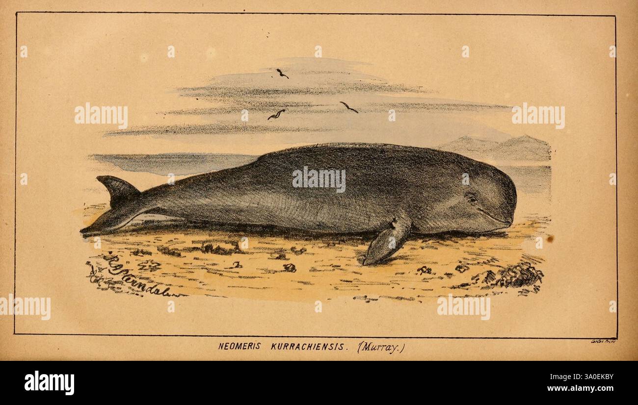 Faint coastal outlines hi-res stock photography and images - Alamy