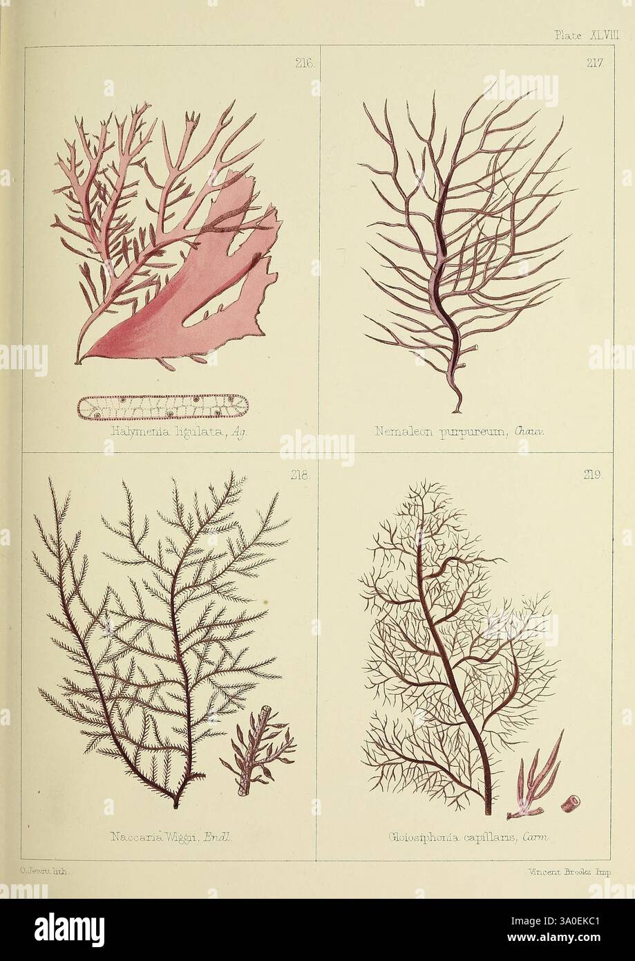 Rhodophyllis gigantea hi-res stock photography and images - Alamy