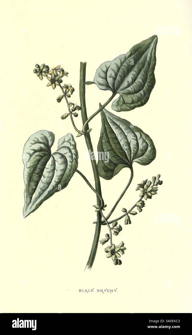 Familiar, wild, flowers, figured, and, described, and, company, limited ...