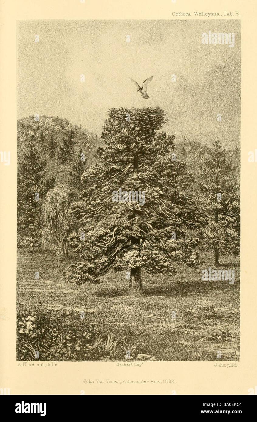 Scattering of fir trees hi-res stock photography and images - Alamy