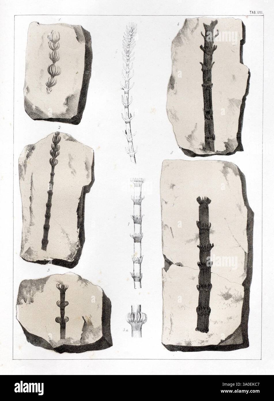 Series of fossilized specimens hi-res stock photography and images - Alamy