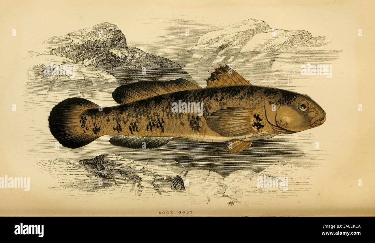 A history of the fishes of the British Islands, 1862-65, Great Britain ...