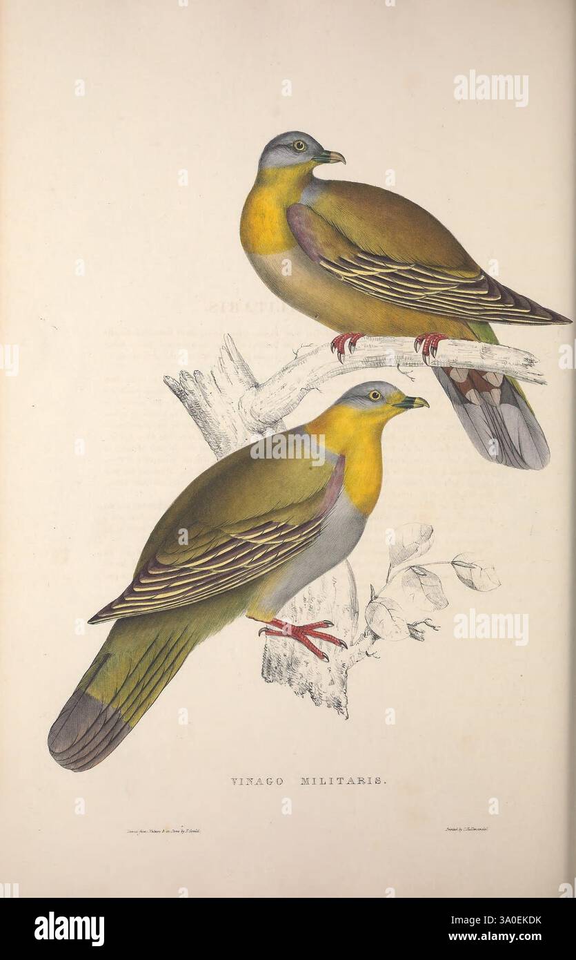 1831 birds himalaya mountains pictorial hi-res stock photography and ...