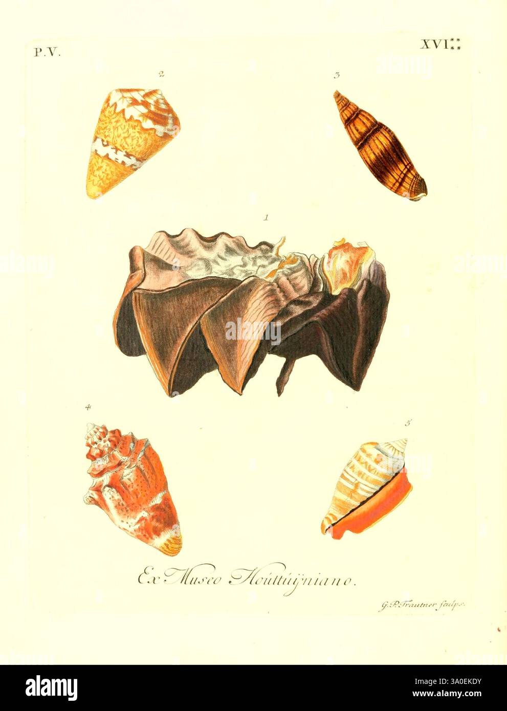 Five distinct cone shells hi-res stock photography and images - Alamy