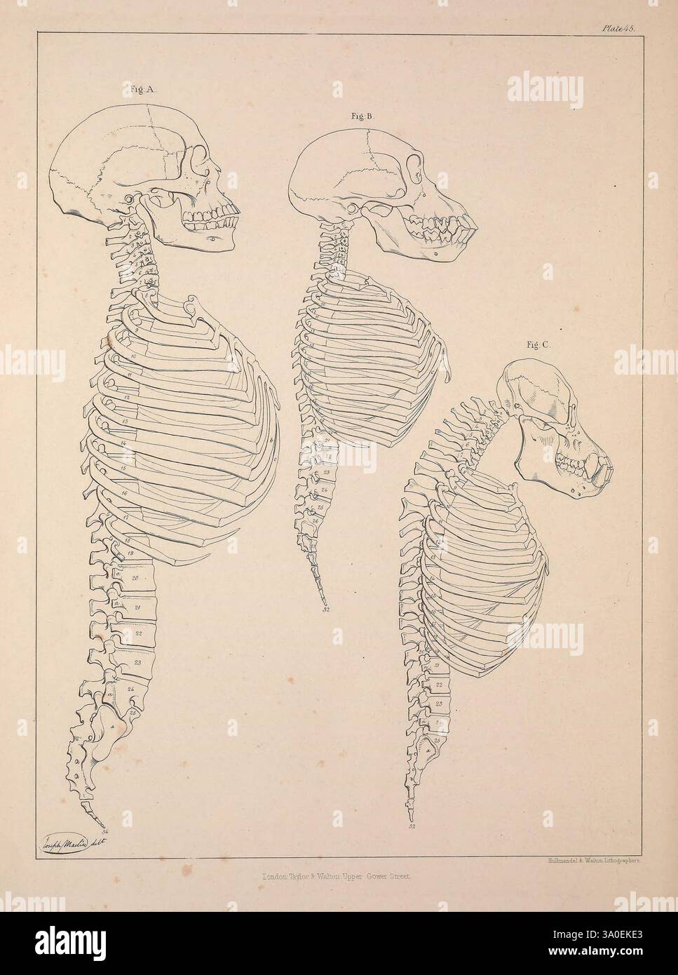 Comparative Osteology, London, Taylor and Walton, 1847, bones., This ...