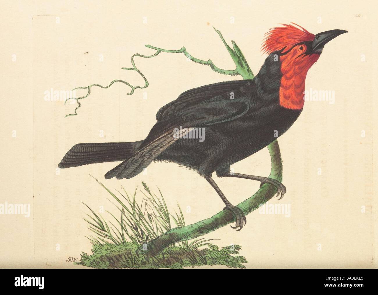 The naturalist's miscellany, or Coloured figures of natural objects ...