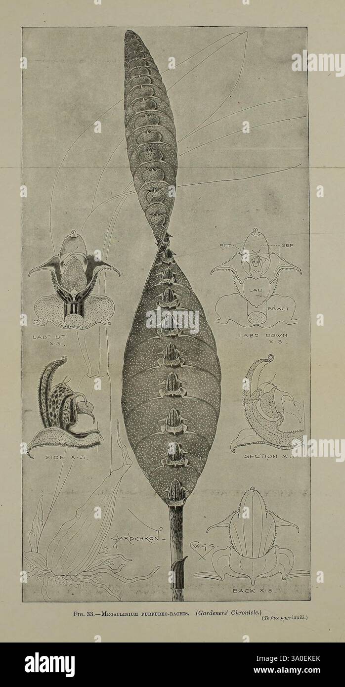 Illustrates different anatomical features hi-res stock photography and ...