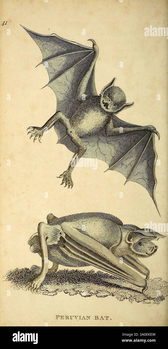 General zoology, Systematic natural history, London, Printed for G ...