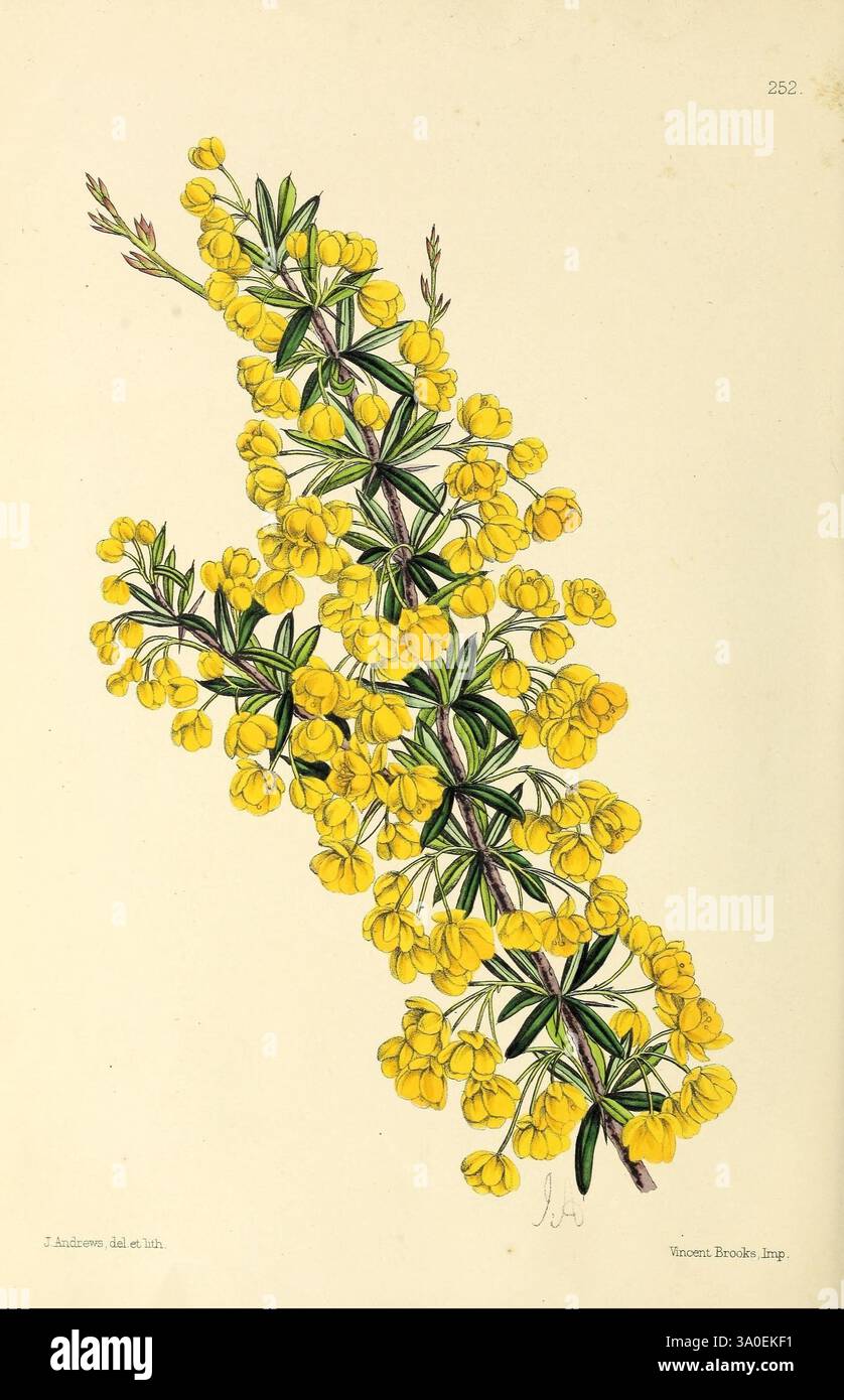 The floral magazine, London, L. Reeve & Co, flower gardening, flowers ...