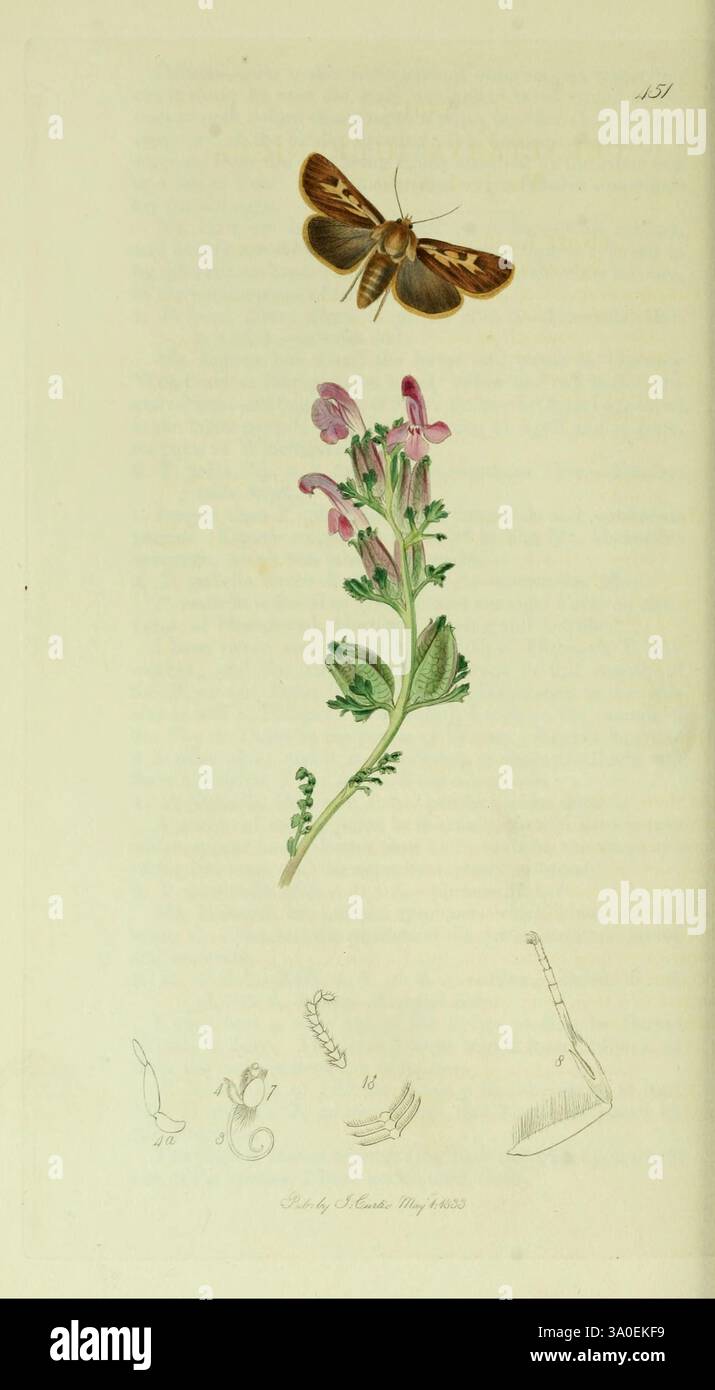 Curled petal structure hi-res stock photography and images - Alamy