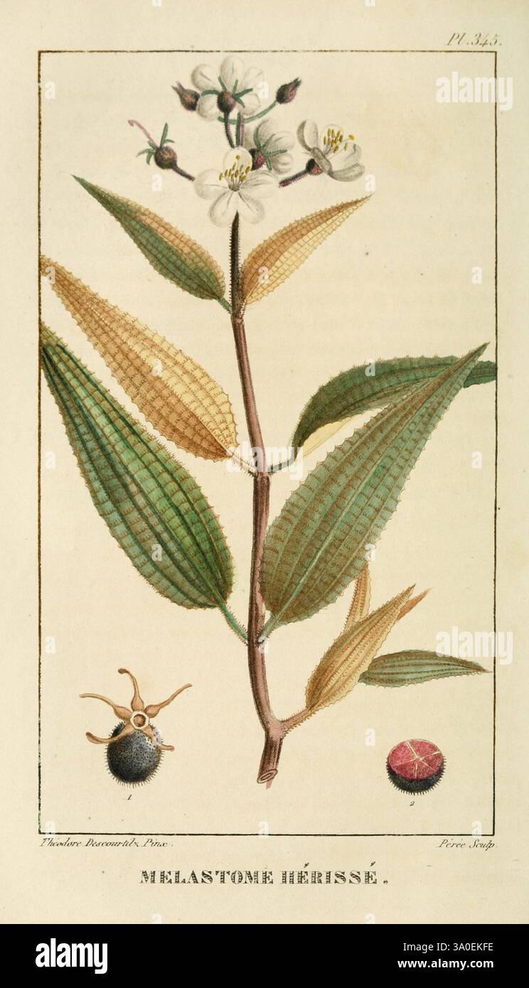 Flore pittoresque et médicale des Antilles, Paris, Pichard, 1821-1829 ...