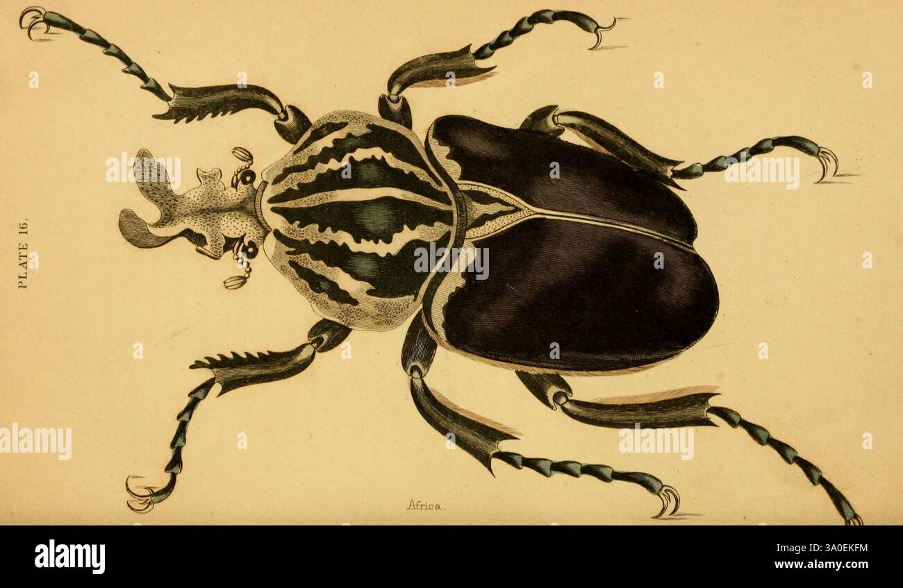 Beetles glossy exoskeleton exhibits hi-res stock photography and images ...