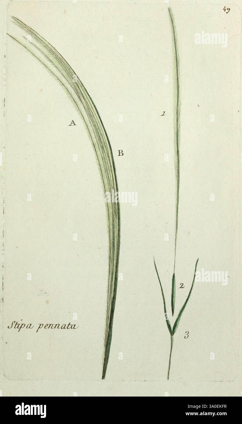 Flora Parisiensis Paris, P.F. Didot, 1776-1783, plants, plant, Paris ...
