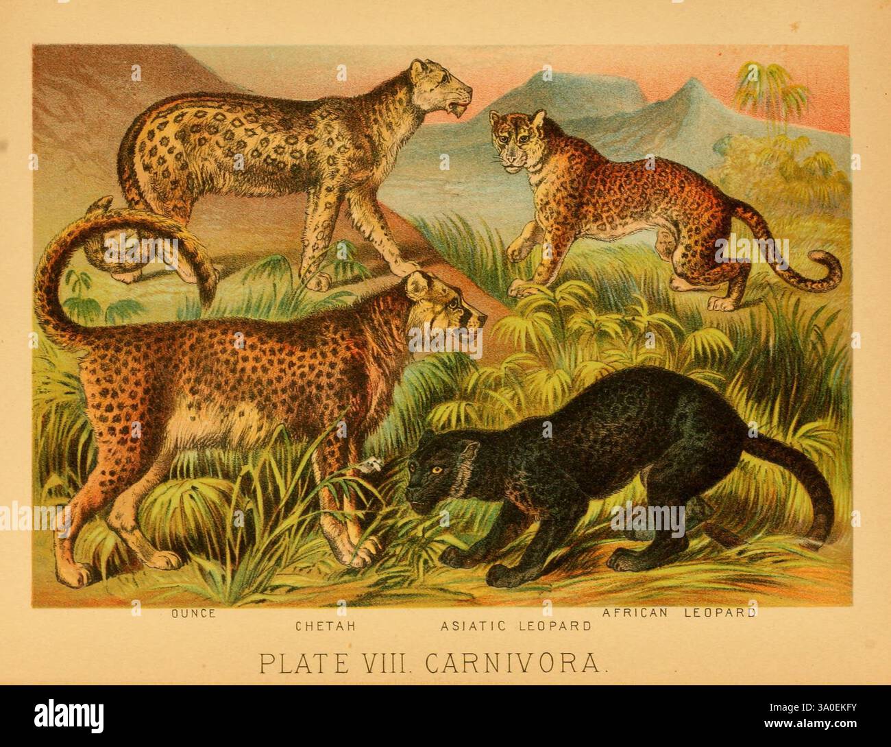 Three types of leopards hi-res stock photography and images - Alamy