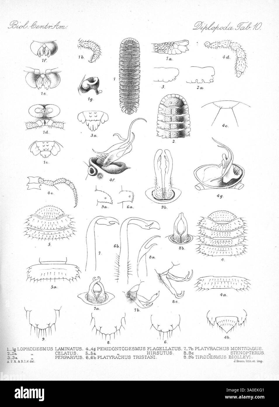 Detailed scientific drawings labeled Black and White Stock Photos ...