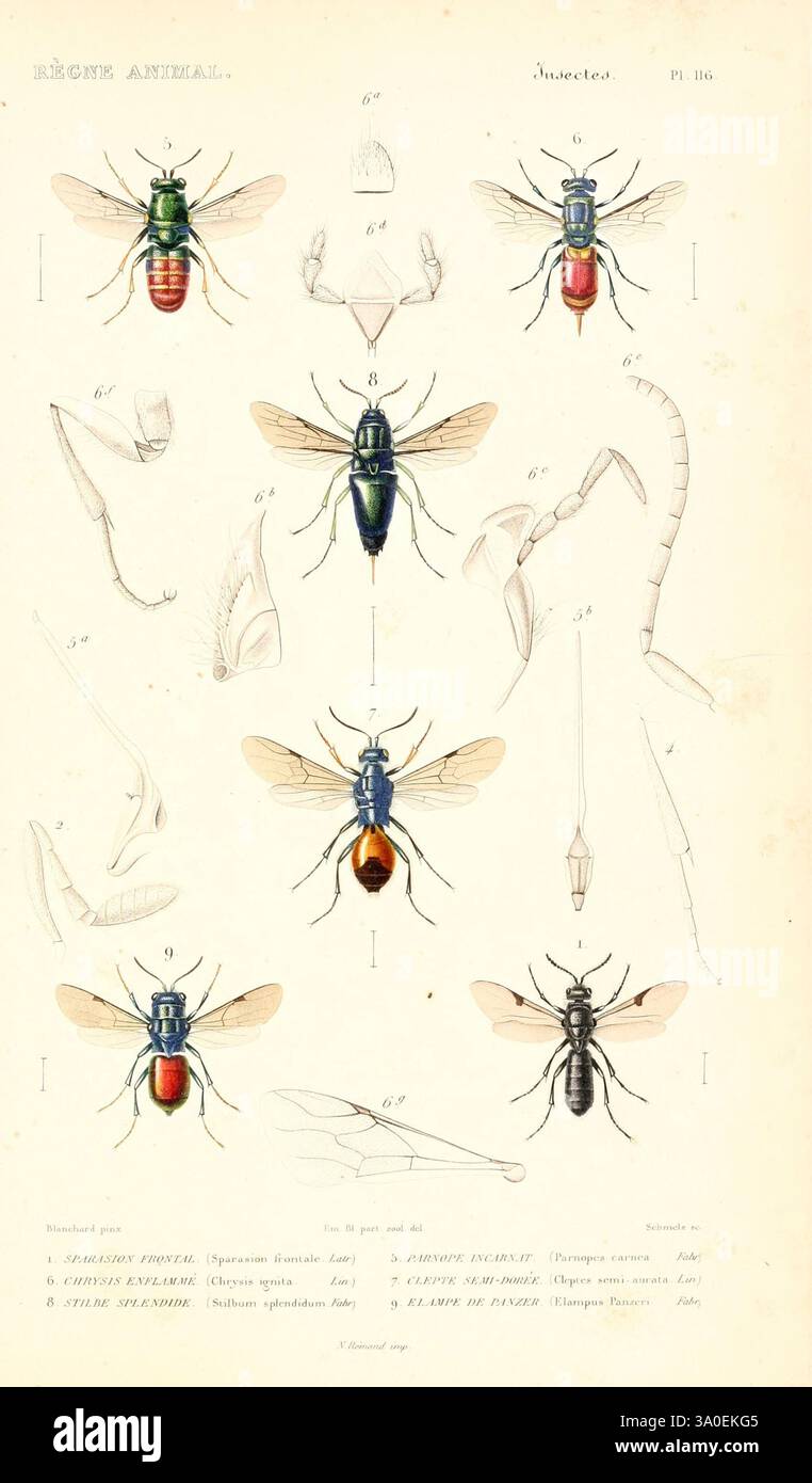 Le règne animal distribué d'après son organisation. v.6-7. pt.2. Atlas ...