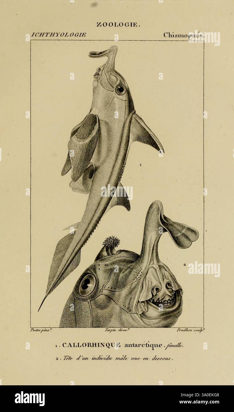 Cartilaginous appearance hi-res stock photography and images - Alamy