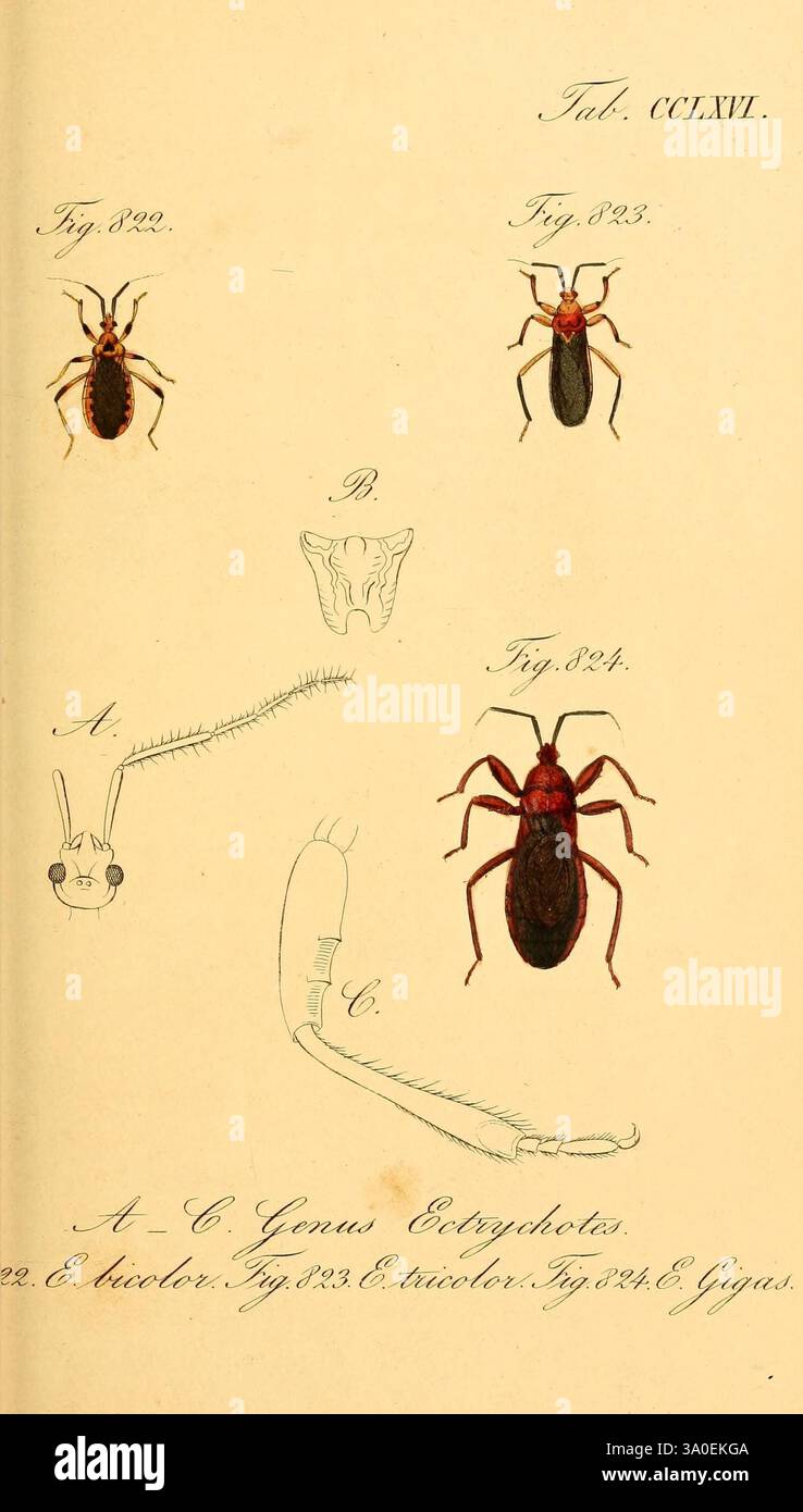 Displays two different insects hi-res stock photography and images - Alamy