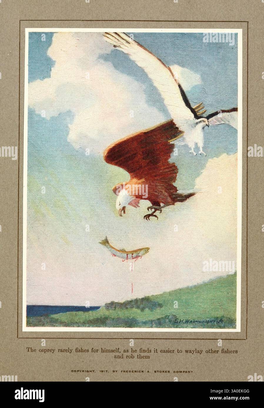 The human side of birds, New York, Frederick A. Stokes company [c1917 ...