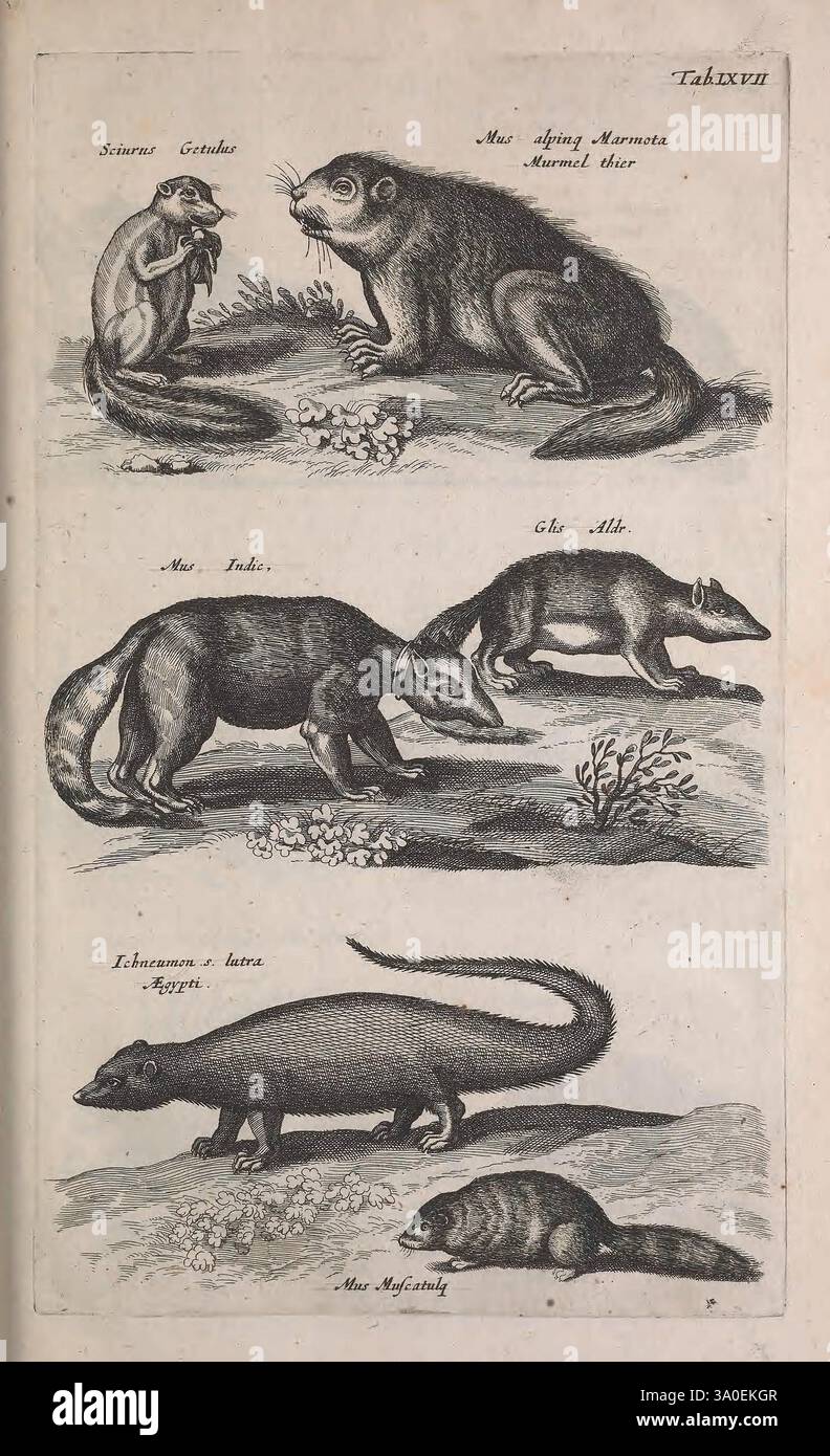 Schipper mdclvii animals birds hi-res stock photography and images - Alamy