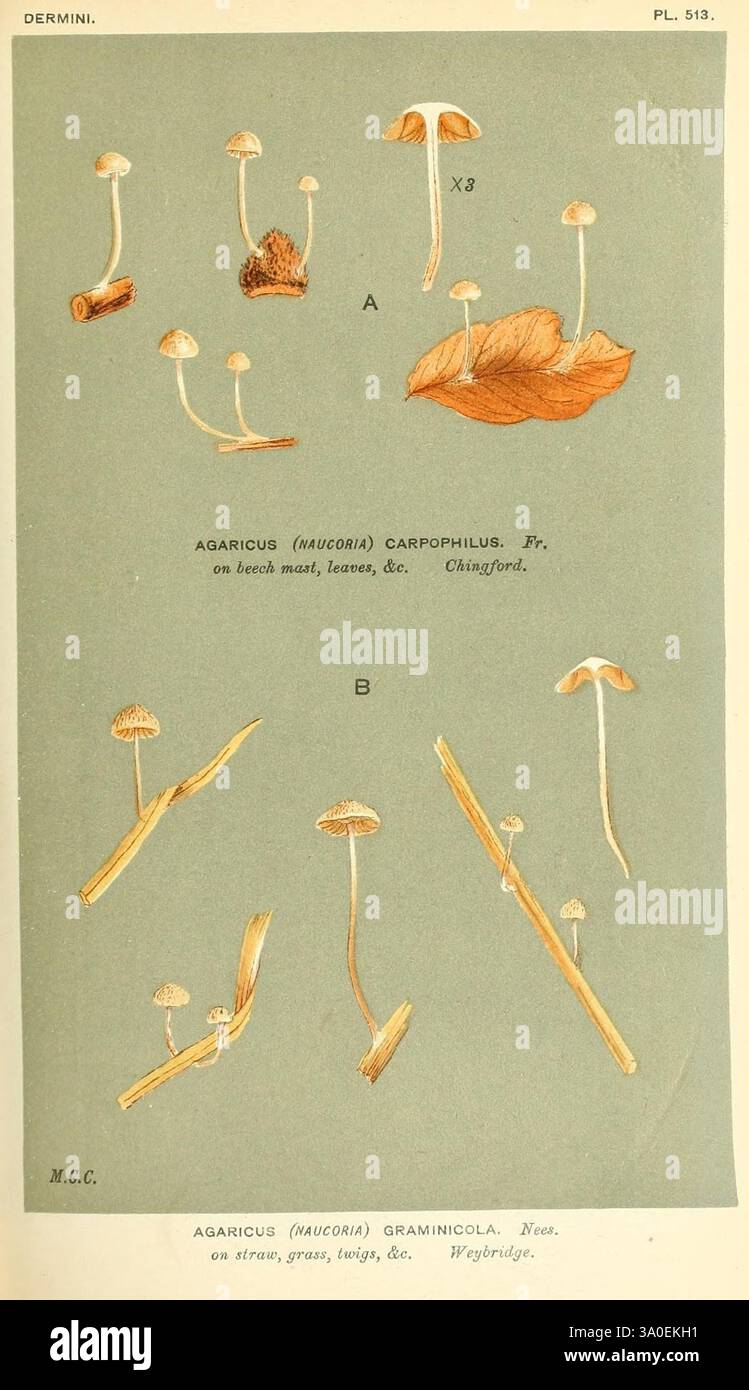 Depicts several agaricus hi-res stock photography and images - Alamy