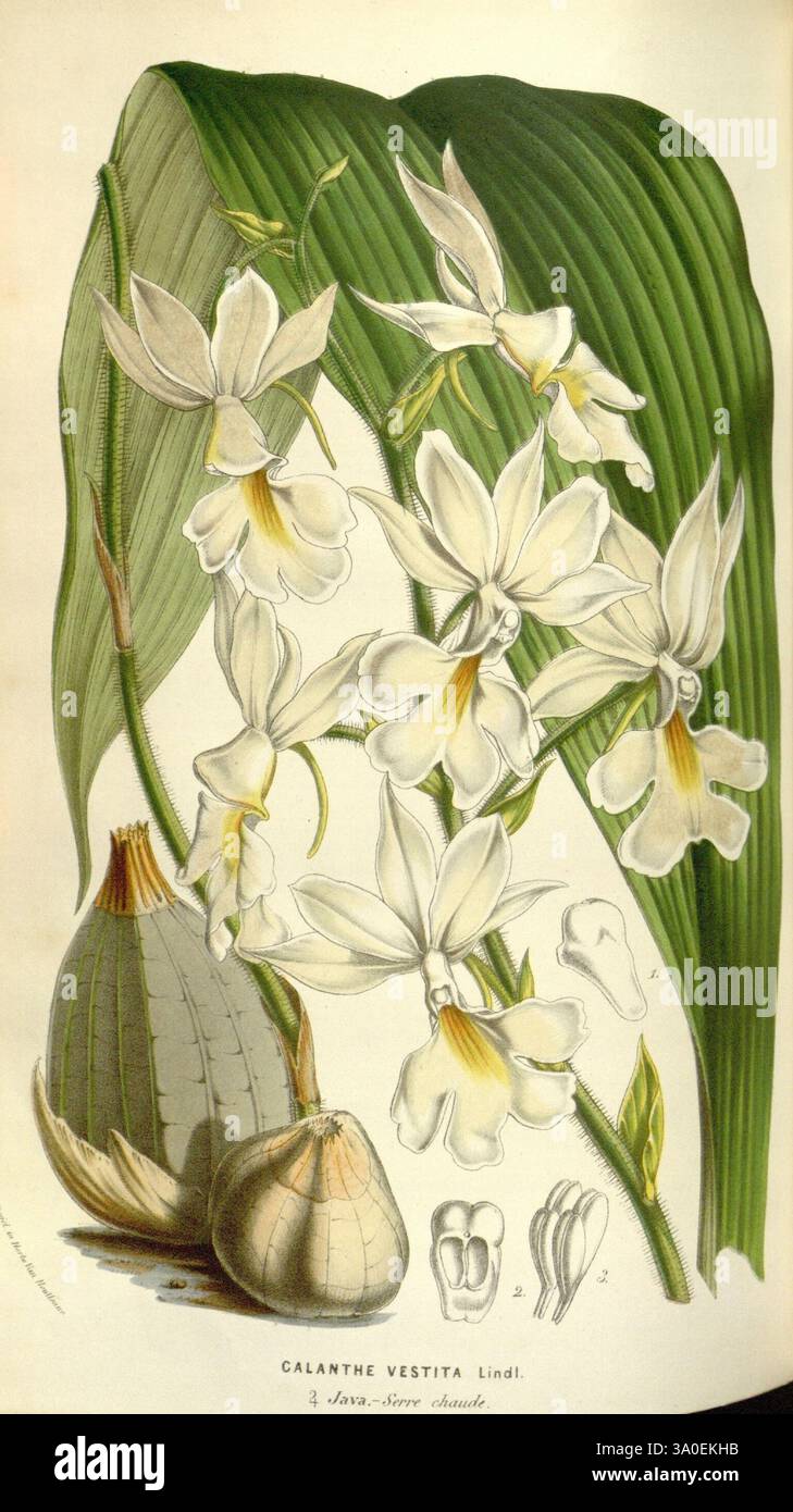 Striking galanthus vestitus hi-res stock photography and images - Alamy